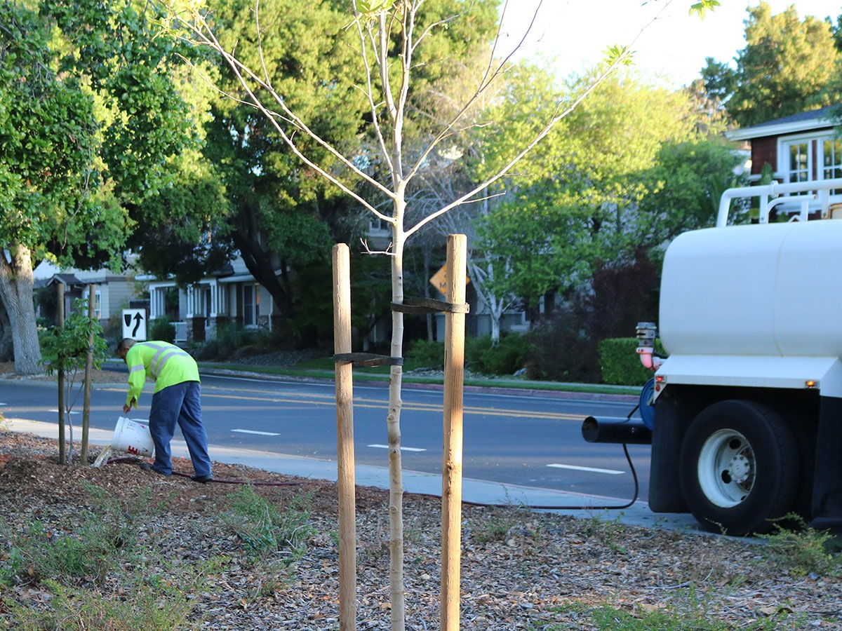 City maintains and plants trees throughout the year City of Menlo Park