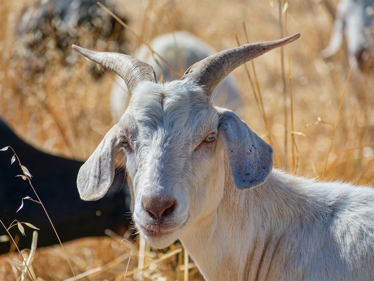 Grazing goats return to Menlo Park City of Menlo Park