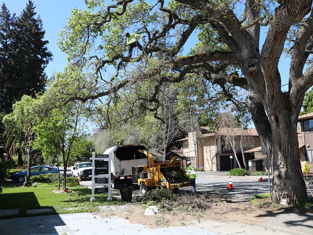 Routine tree maintenance improves urban forest health and safety City ...